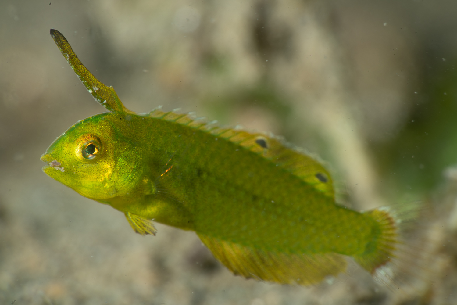 Gallery - Kusu Island Resort