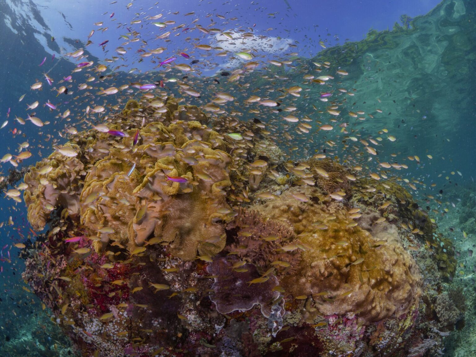 Gallery - Kusu Island Resort