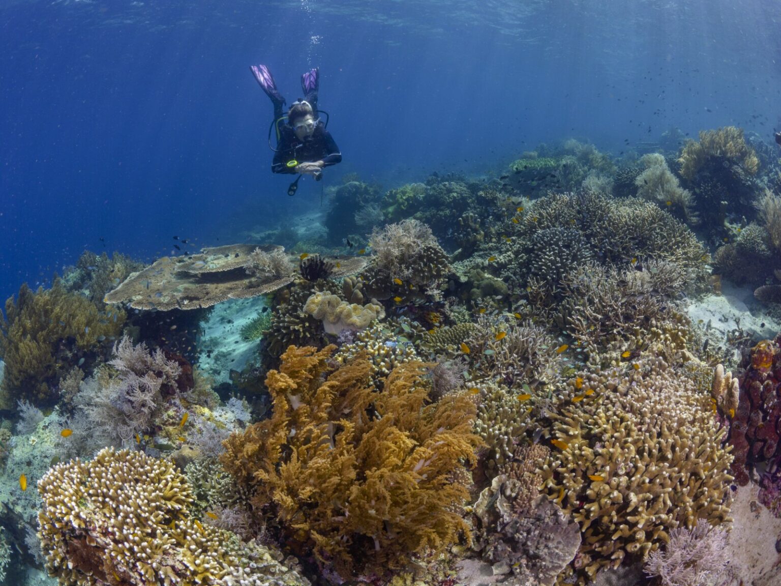 Gallery - Kusu Island Resort